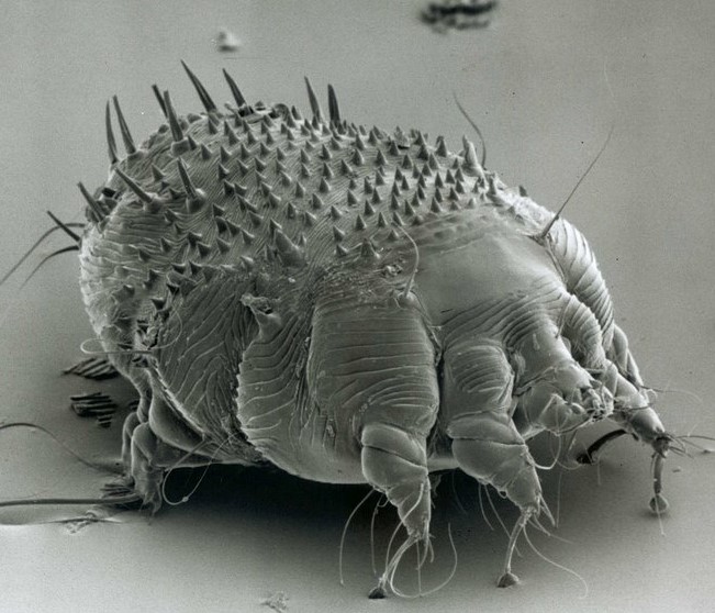 Grabmilbe | Milben Hund